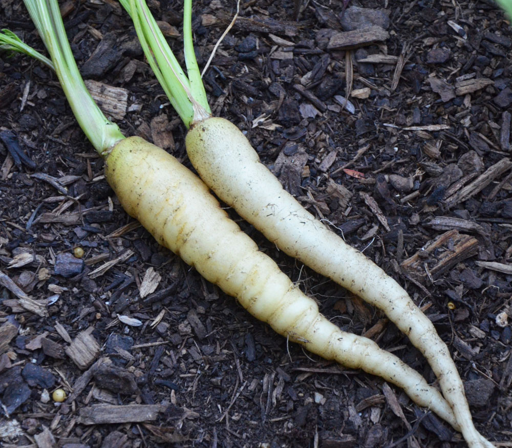 White Satin Carrot Seeds