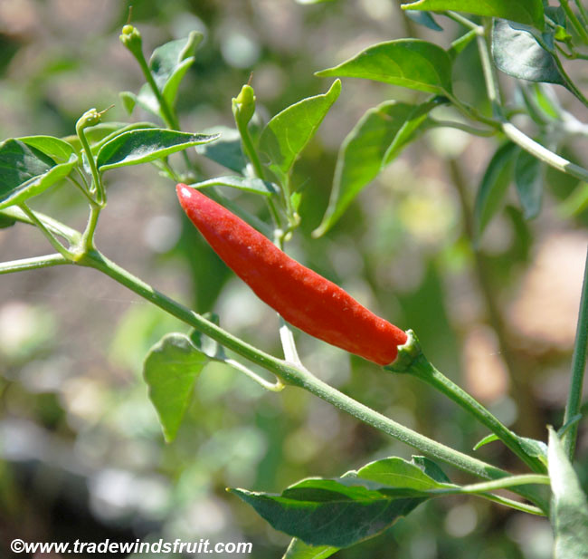 Pimenta de Neyde Pepper Seeds