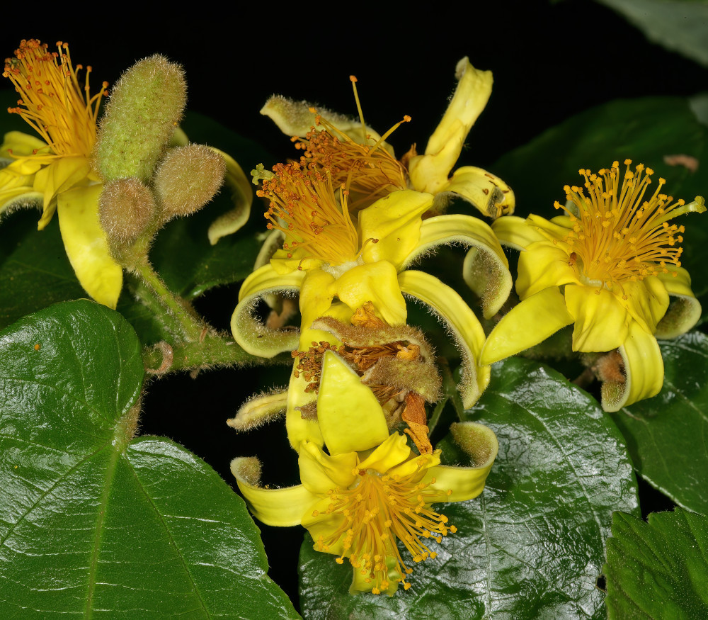 Grewia flavescens - Raisin Bush - Seeds
