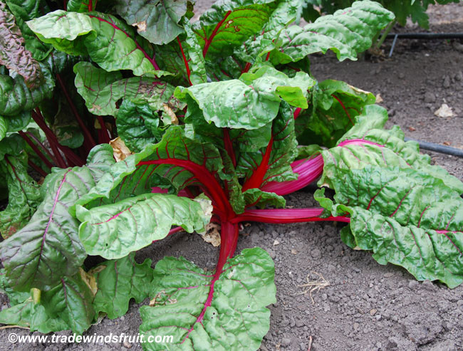 Swiss Chard Seeds