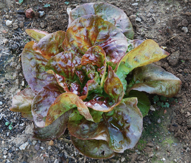 Red Velvet Lettuce Seeds