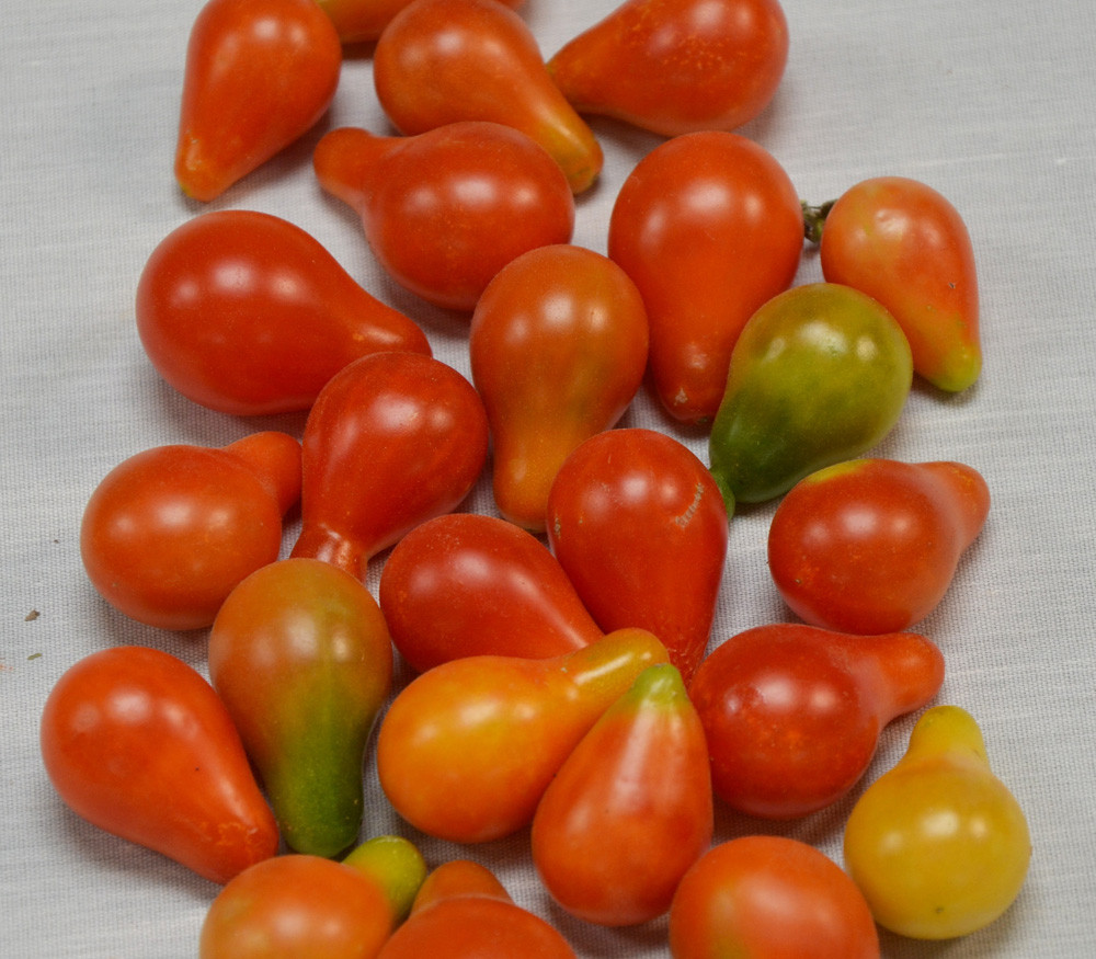 Red Striped Furry Hog Tomato Seeds