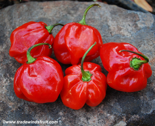 Trinidad Perfume Pepper Seeds