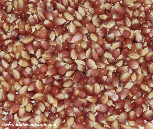 Early Pink Popcorn Seeds