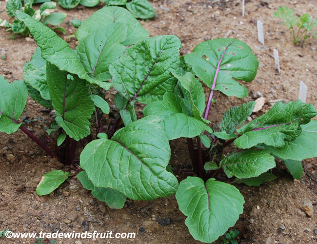 Yu Choy, 50 Days Edible Seeds
