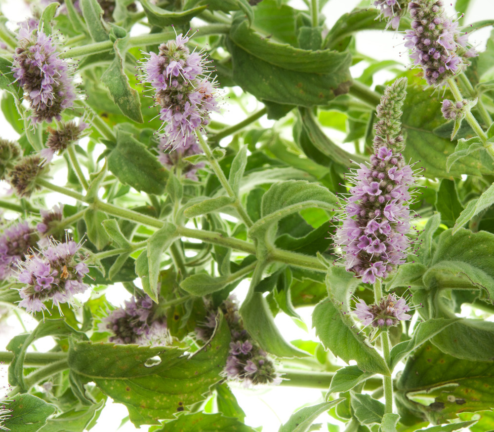 Mentha spicata - Spearmint - Seeds