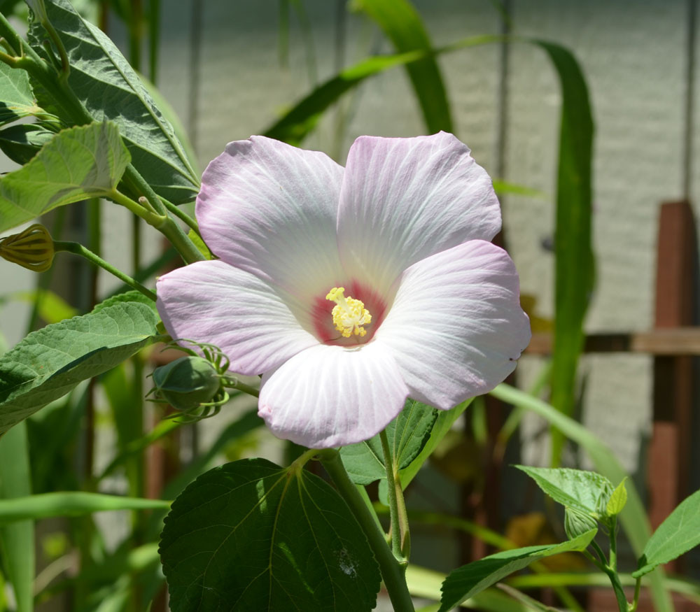 Hibiscus palustris - Swamp Rose Mallow - Seeds