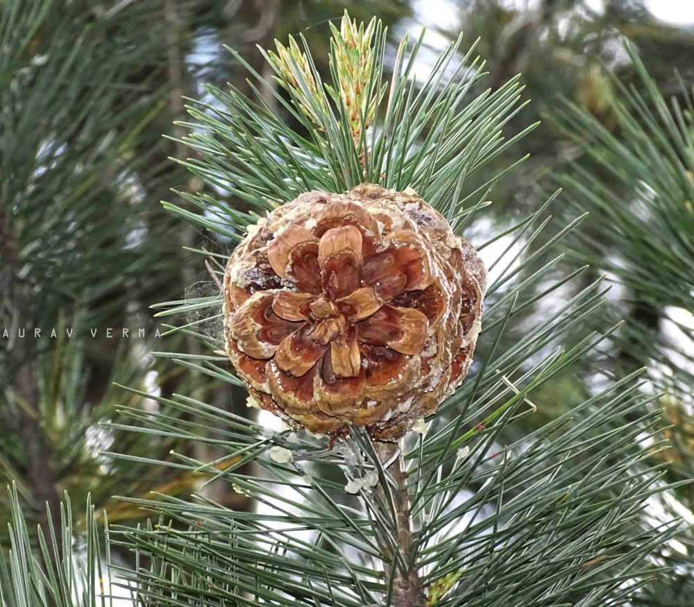 Pinus gerardiana - Nepal Nut Pine - Seeds