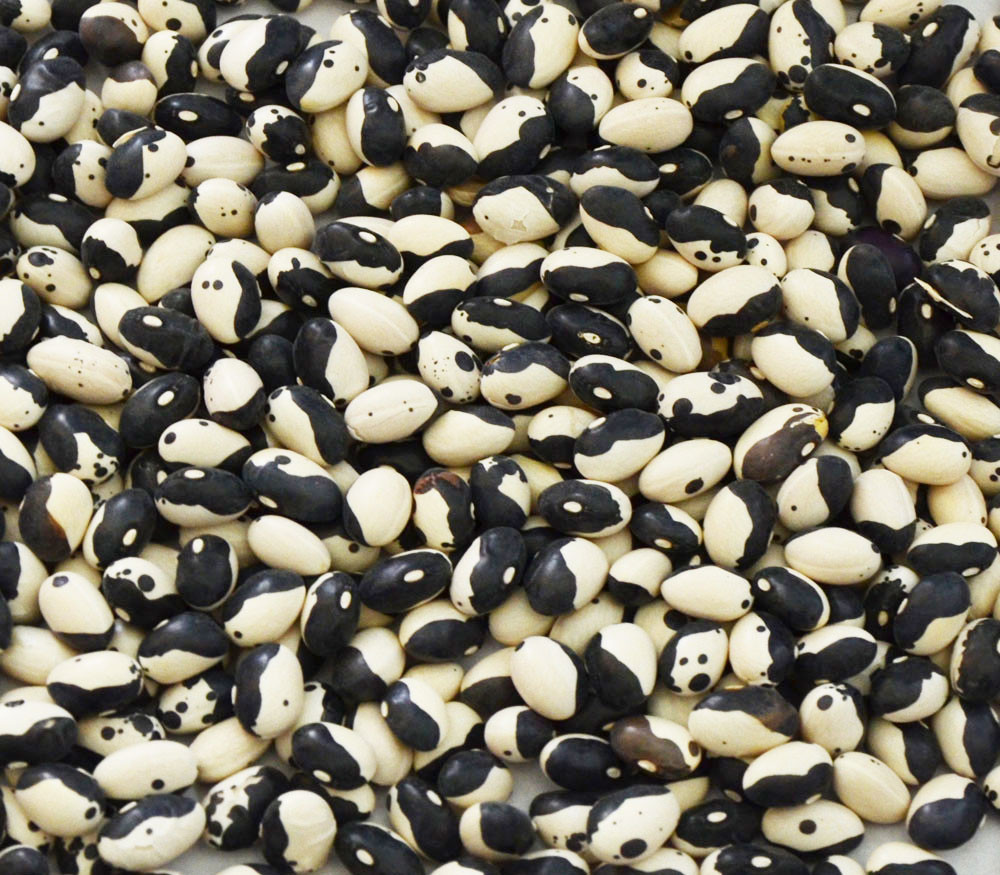 Cranberry Bean Seeds