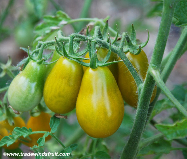 Yellow Pear Tomato Seeds