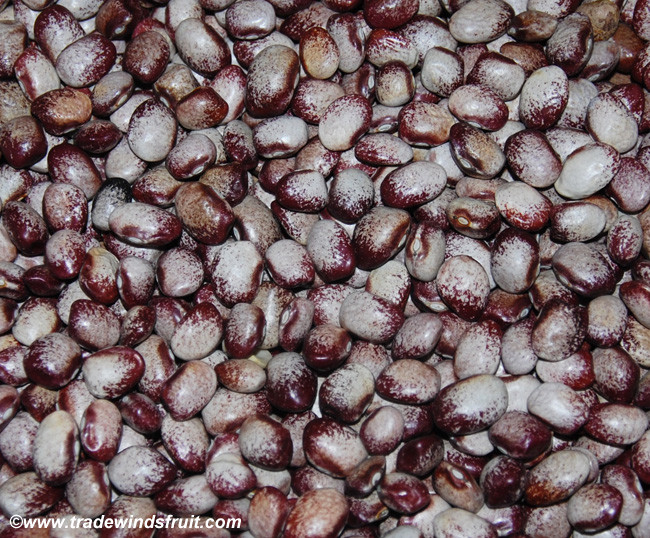Colorado River Bean Seeds