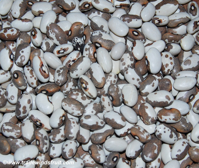 Dapple Gray Bean Seeds