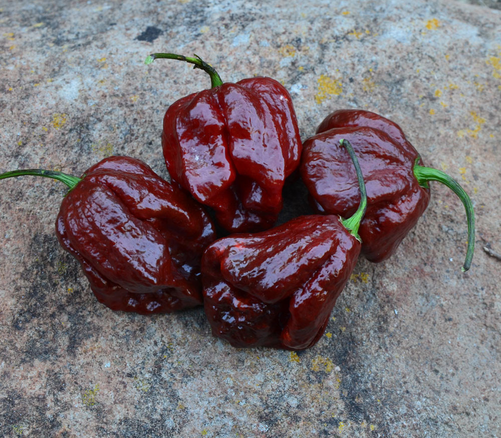 Congo Trinidad Pepper Seeds