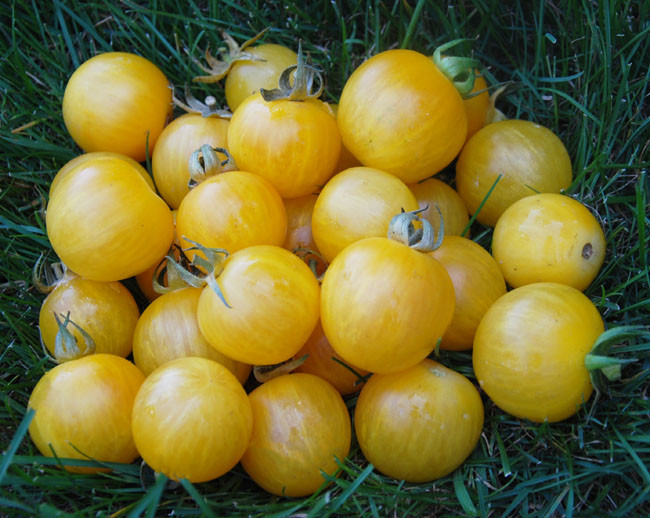 Fruit Punch Tomato Seeds