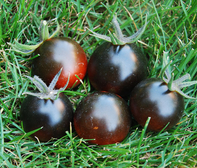Blue Bayou Tomato Seeds