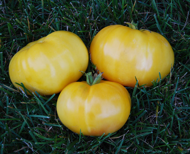 Yellow Flesh Red Interior Tomato Seeds
