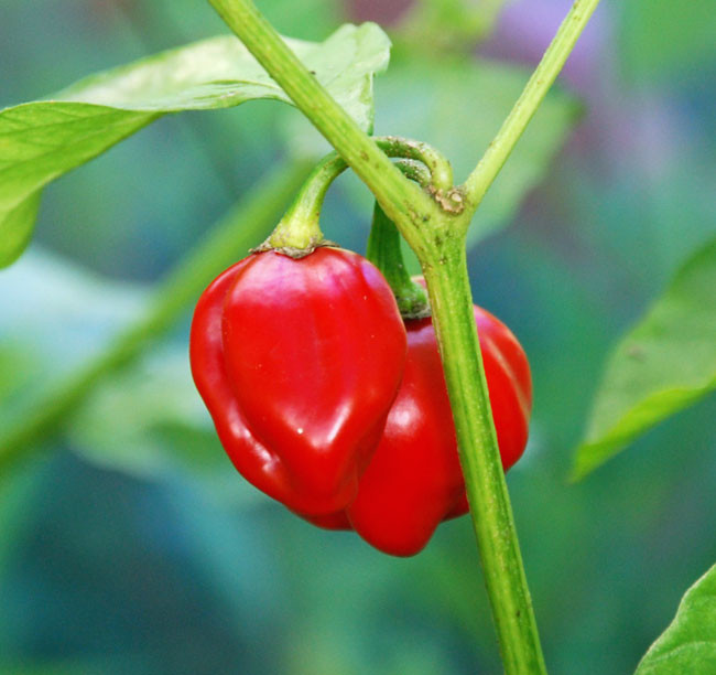Caribbean Red Habanero Pepper Seeds