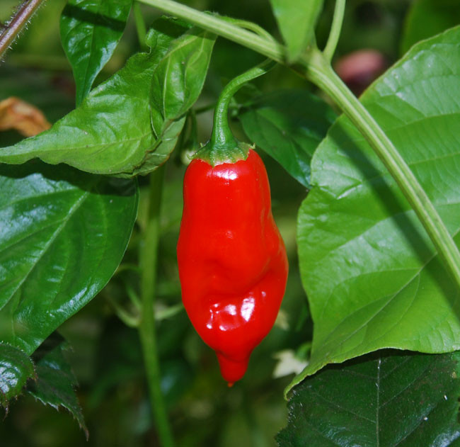 Aji Peruvian Pepper Seeds