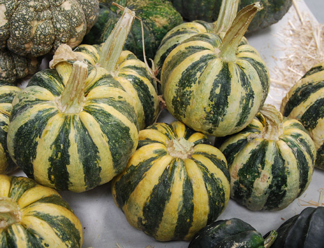 Mongogo du Guatemala Squash Seeds