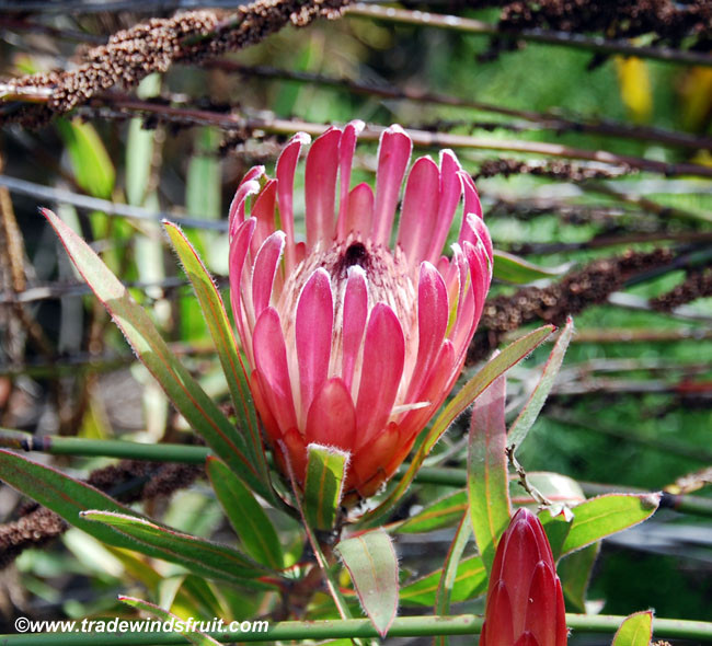 Protea repens - Sugar Bush Protea - Seeds