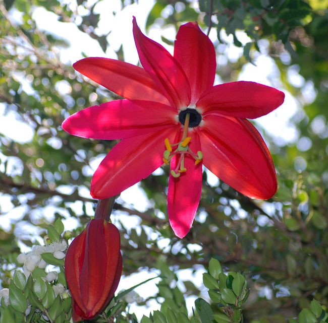 Passiflora morifolia - Woodland Passion Flower - Seeds