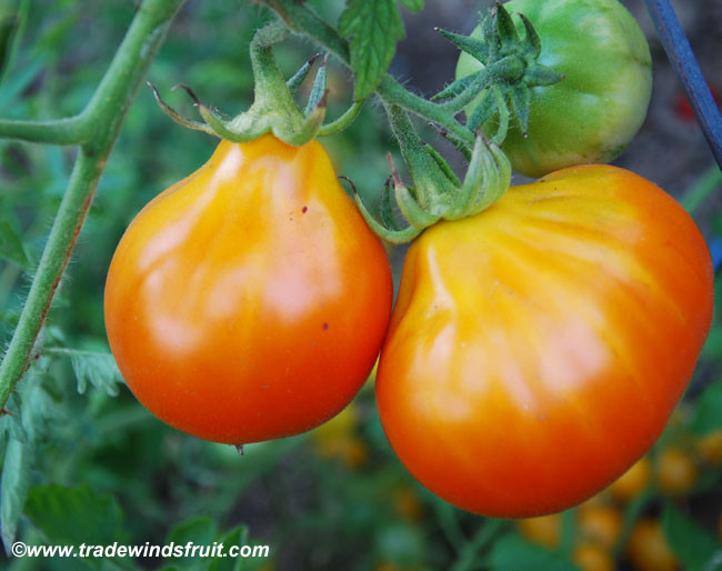Aladdin's Lamp Tomato Seeds