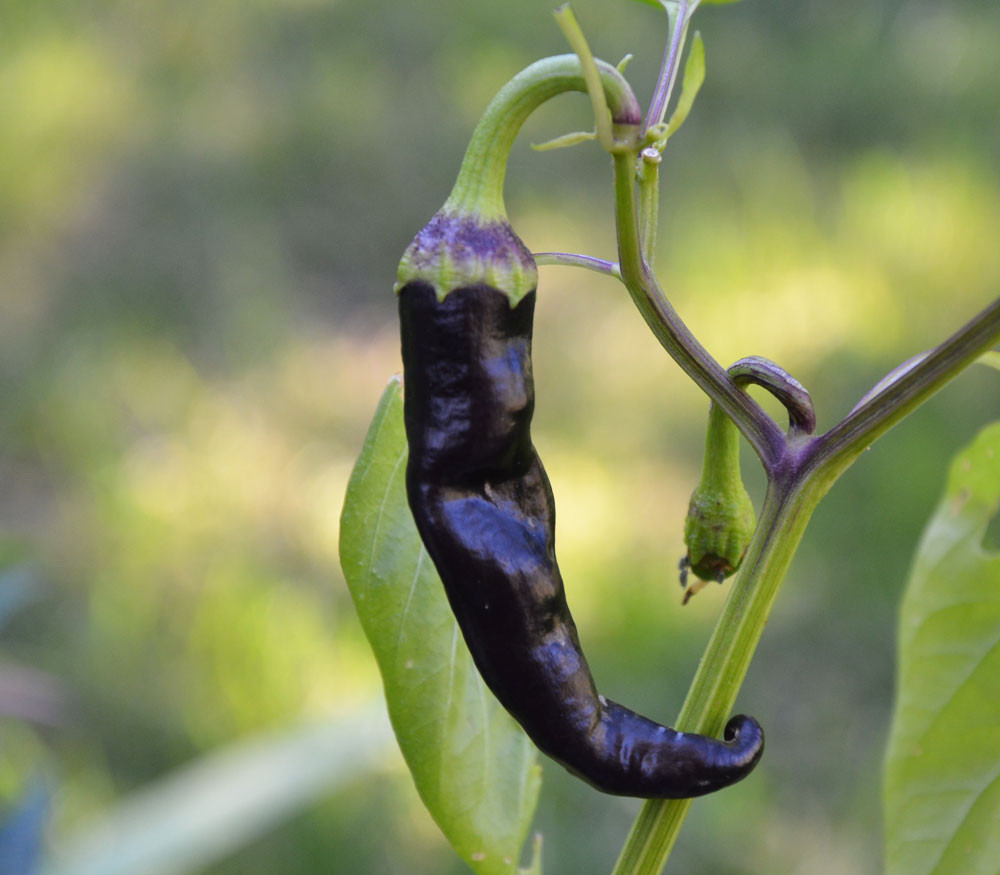 Purple Flash Pepper Seeds