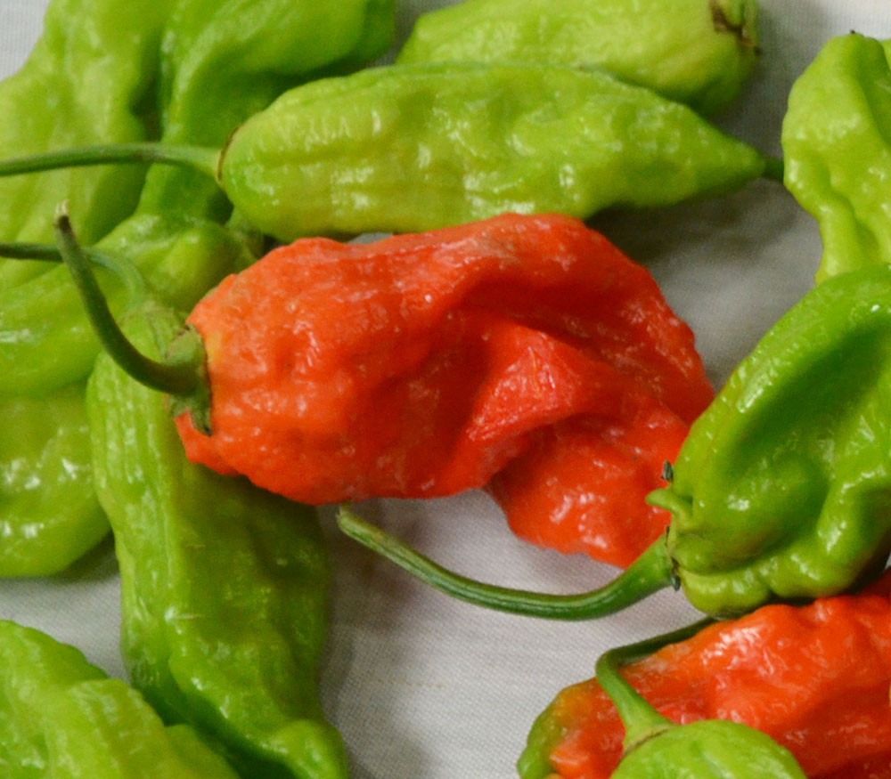 Emerald Giant Pepper Seeds