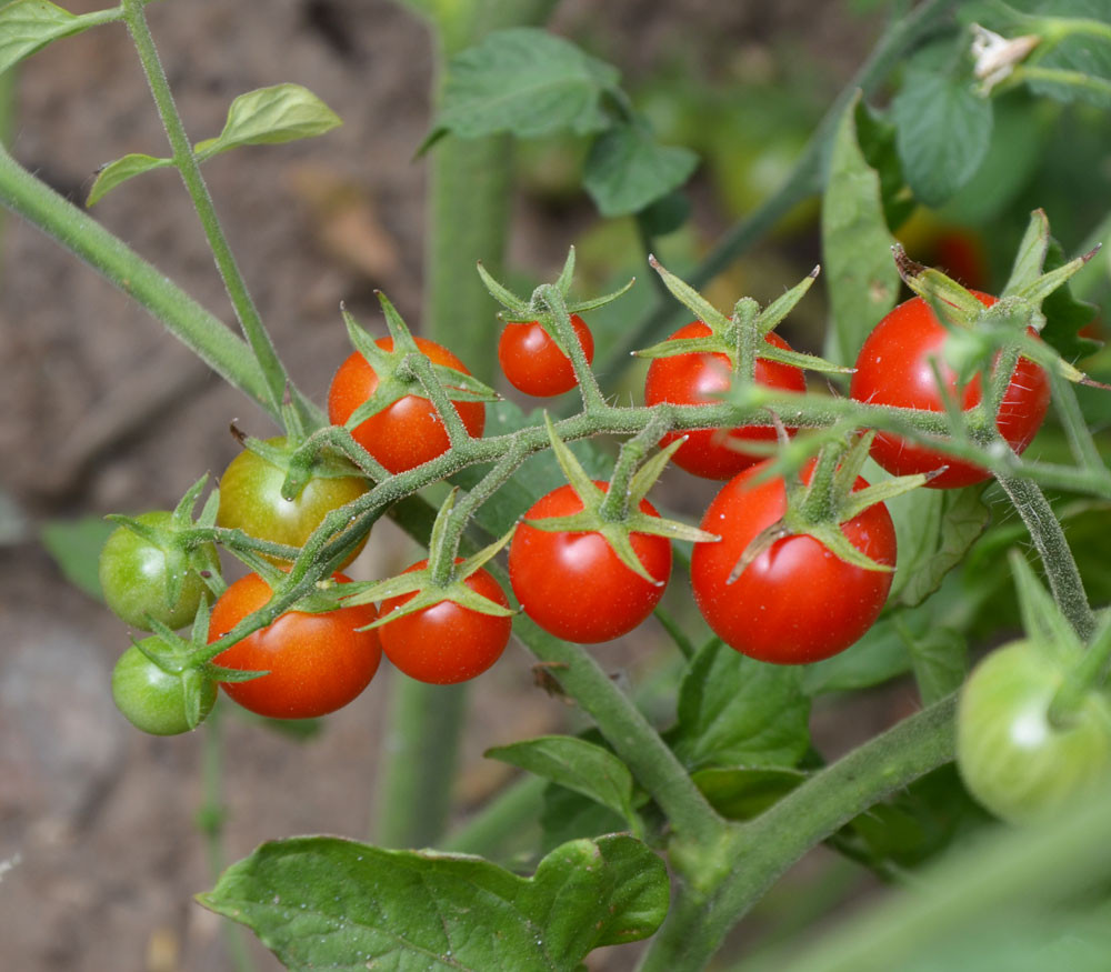 Ozark Sunset Tomato Seeds