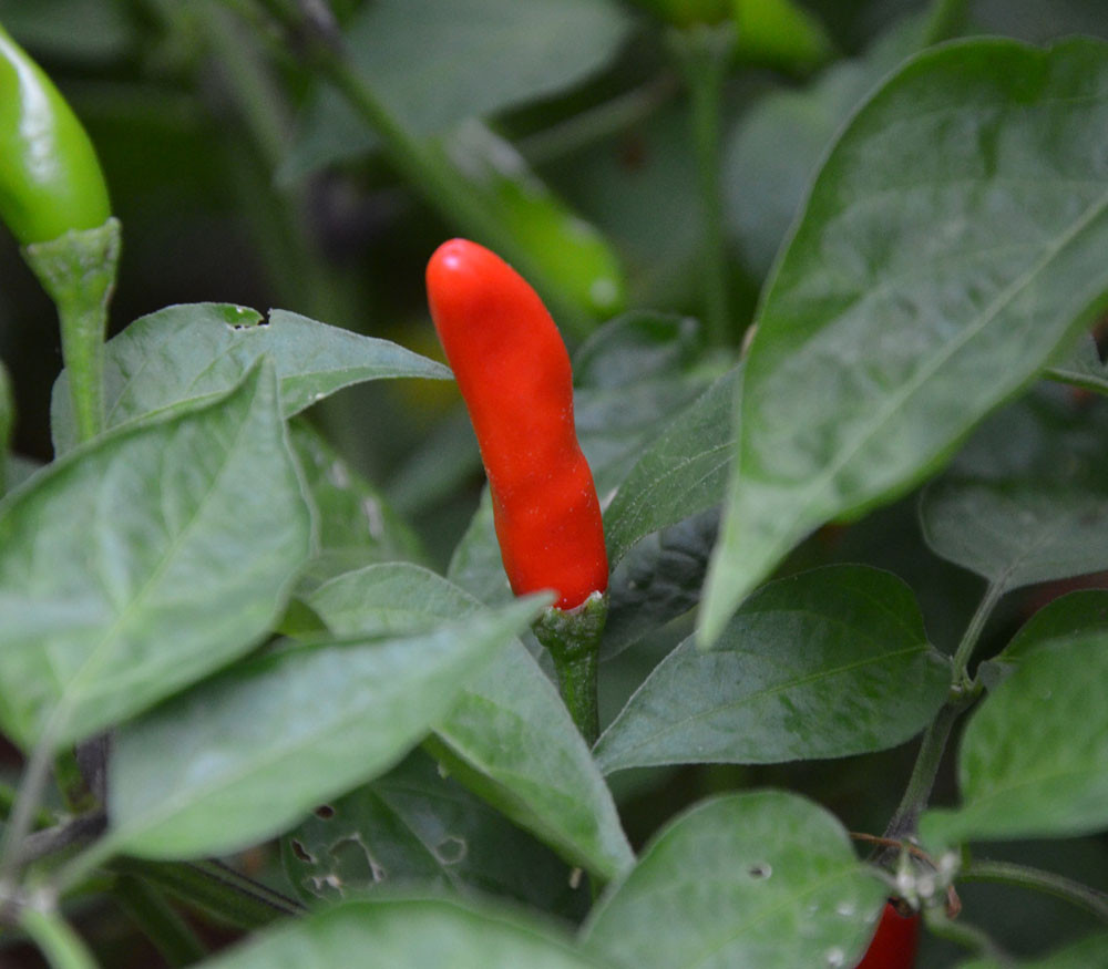 Inca Red Drop Pepper Seeds