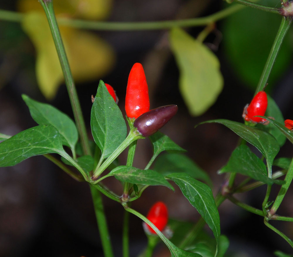 Zimbabwe Bird Pepper Seeds