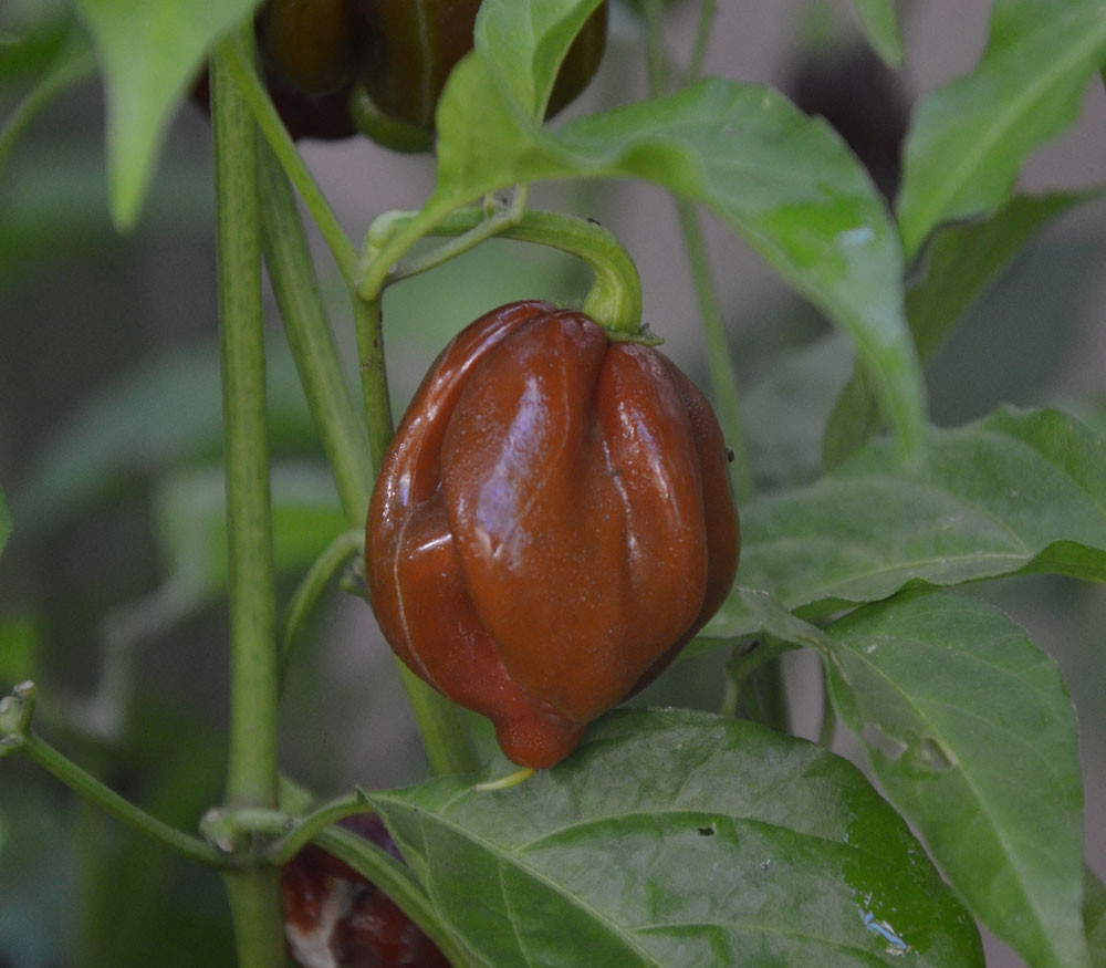 Black Hungarian Pepper Seeds