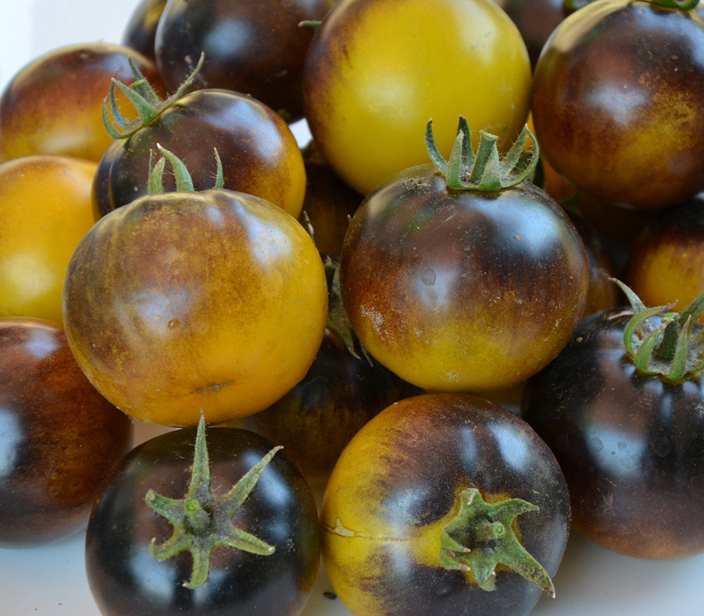 Blue Bayou Tomato Seeds