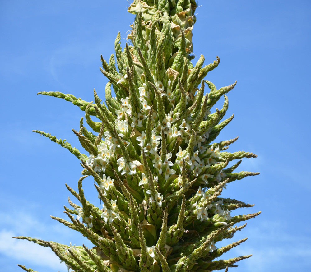 Puya ferruginea - Bolivian Puya - Seeds