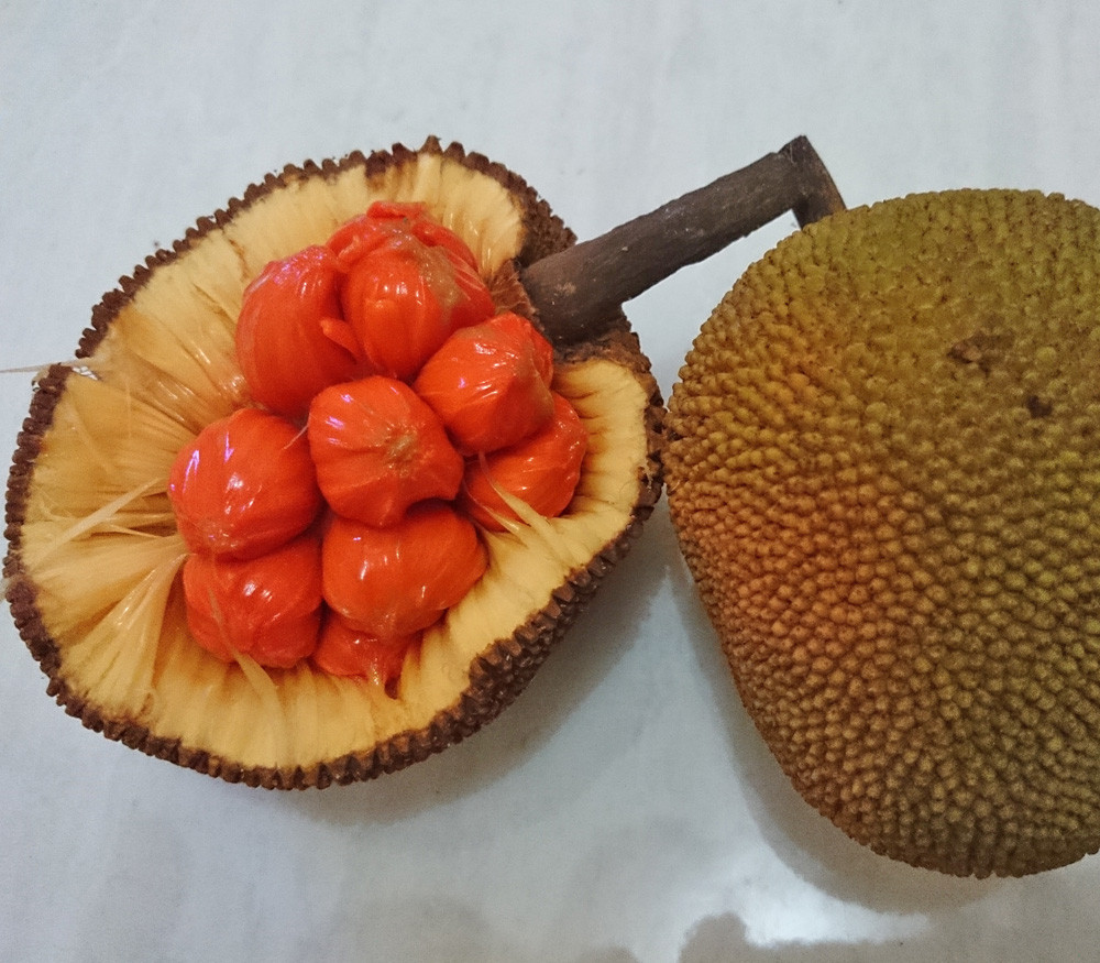 Artocarpus anisophyllus - Entawak - Seeds