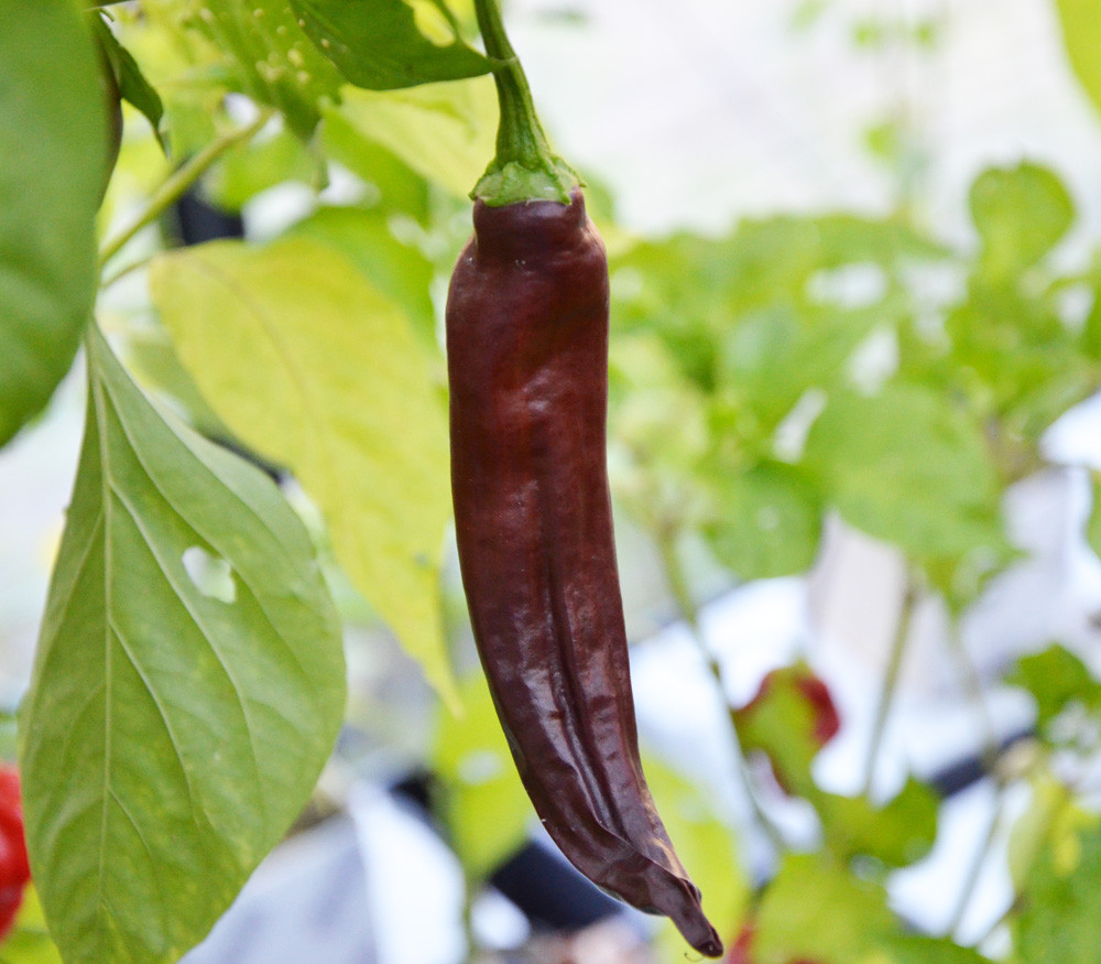 De Arbol Pepper Seeds