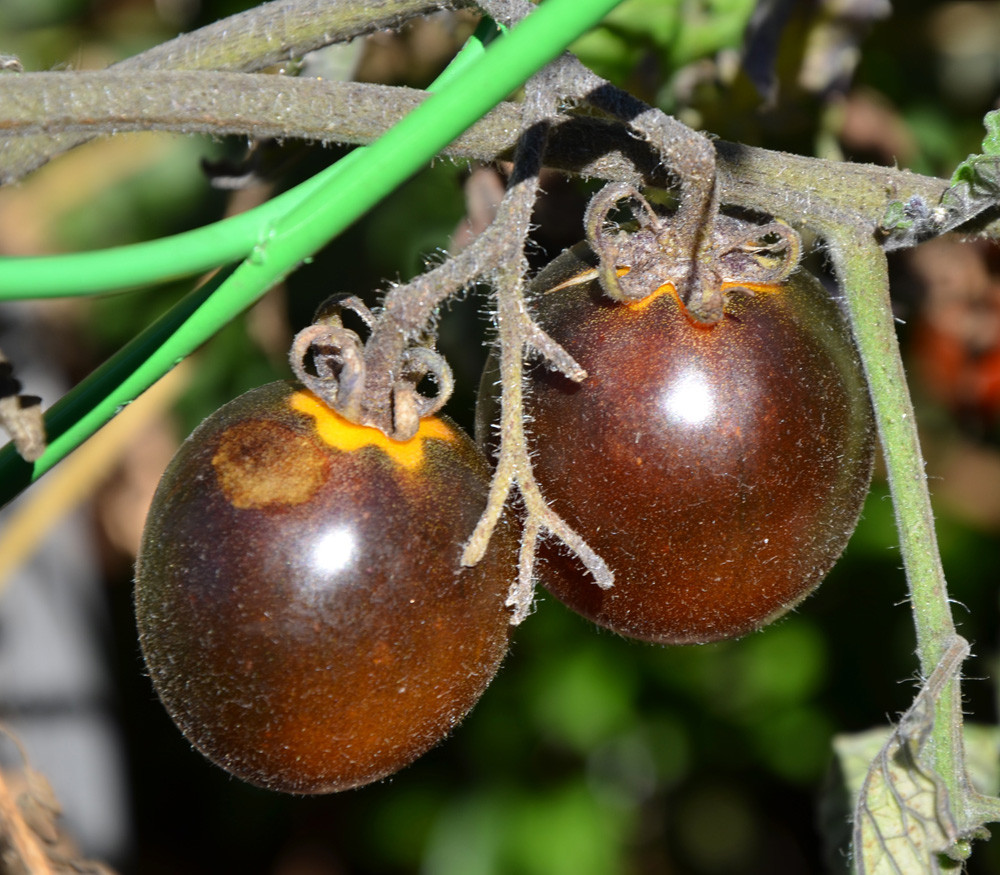 Elma Blue Tomato Seeds