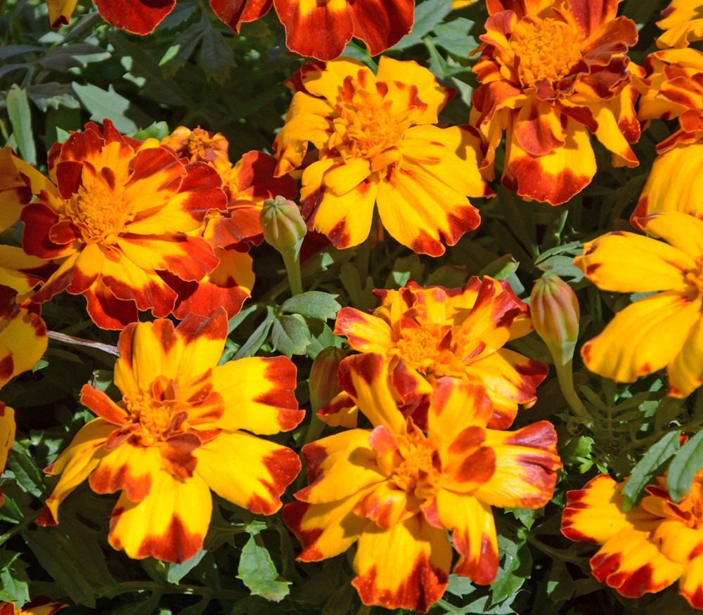 Tagetes lucida - Sweet Mace - Seeds