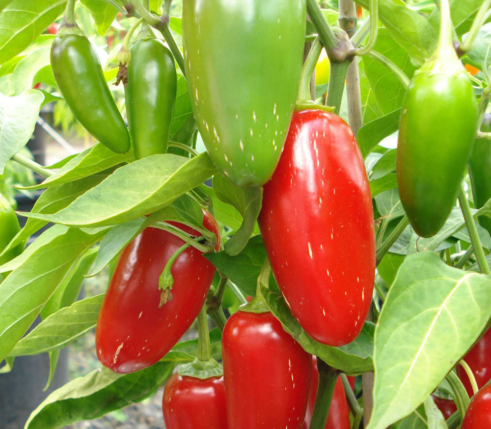 Murupi Giant Pepper Seeds