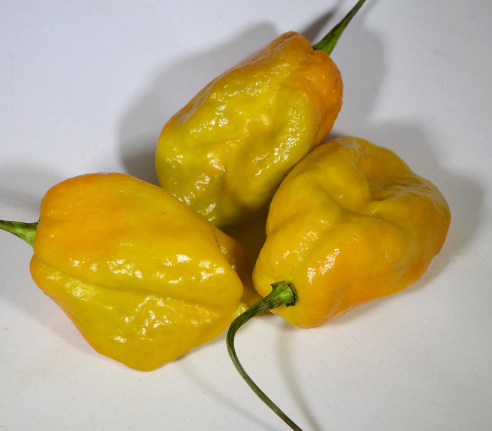 T-Rex Mustard Pepper Seeds