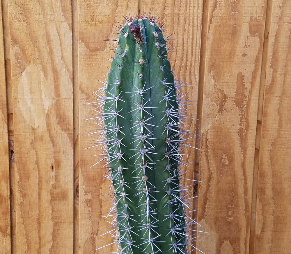 Stenocereus pruinosus - Gray Ghost Organ Pipe Cactus - Seeds