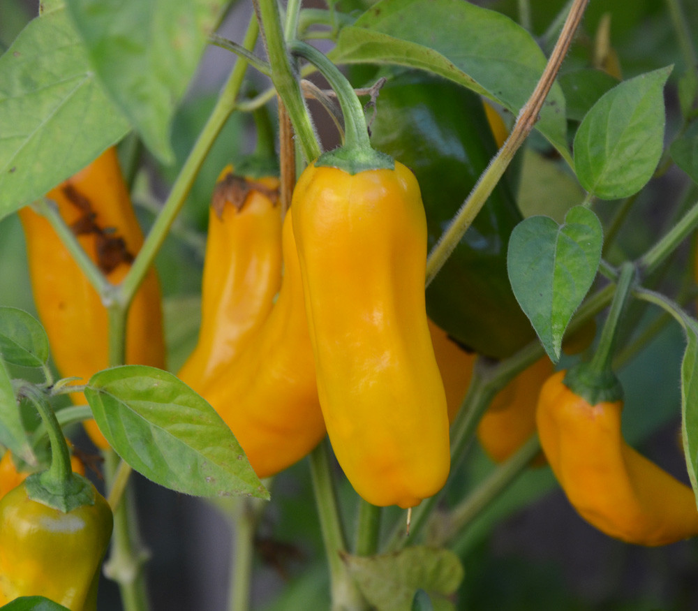 Quintisho Yellow Pepper Seeds