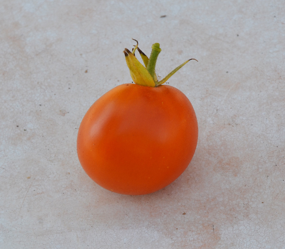 Guazuma ulmifolia - West Indian Elm - Seeds