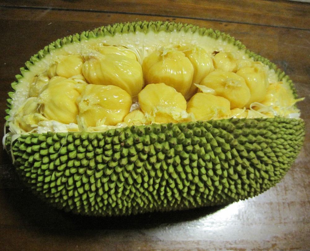 Artocarpus heterophyllus x integer - Cheena - Seeds