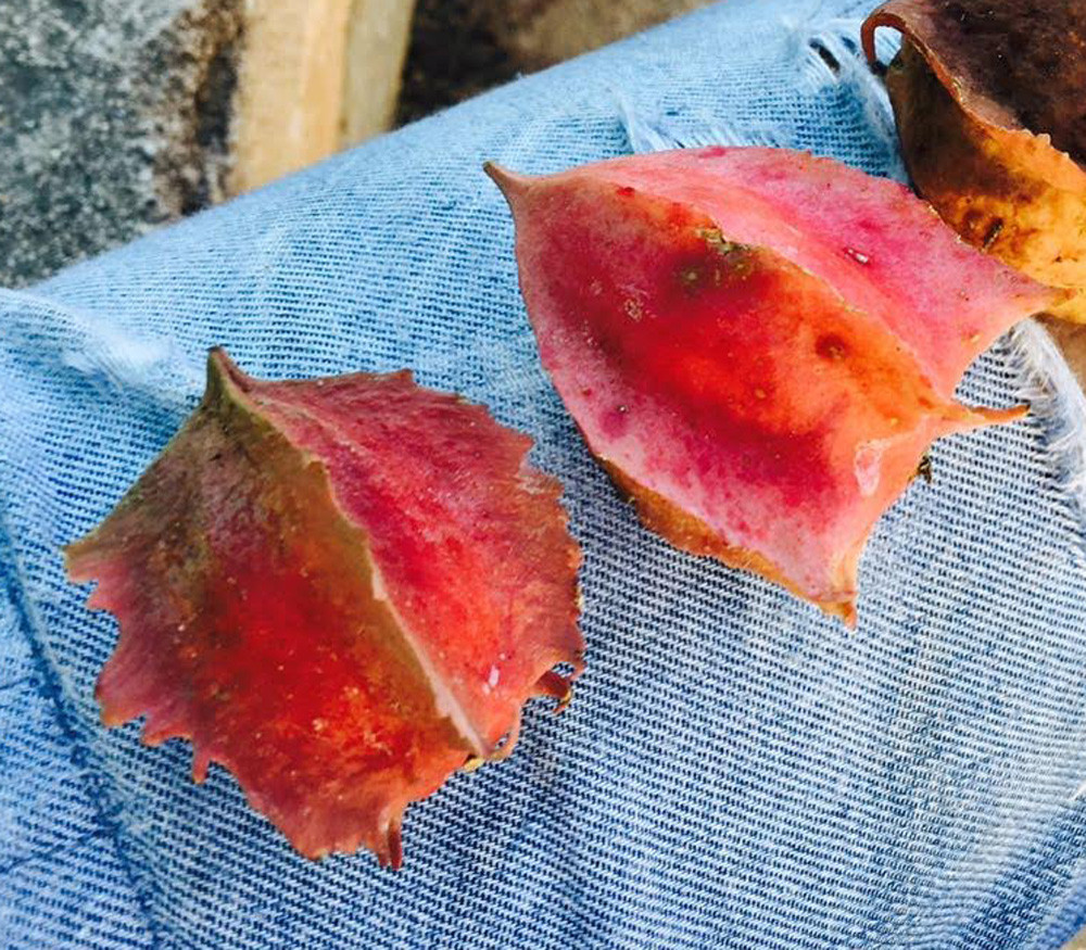 Jarilla caudata - Jarilla - Seeds