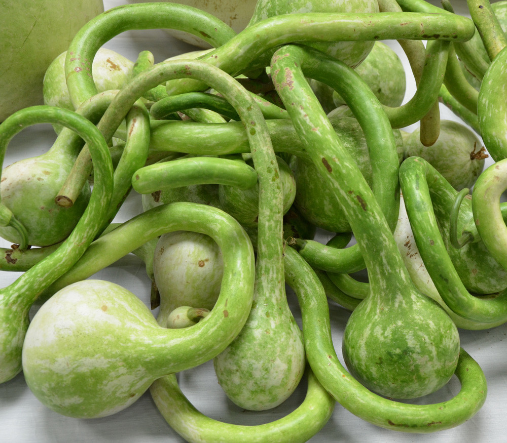 Trichosanthes cucumerina - Snake Gourd, Tropical Long - Seeds