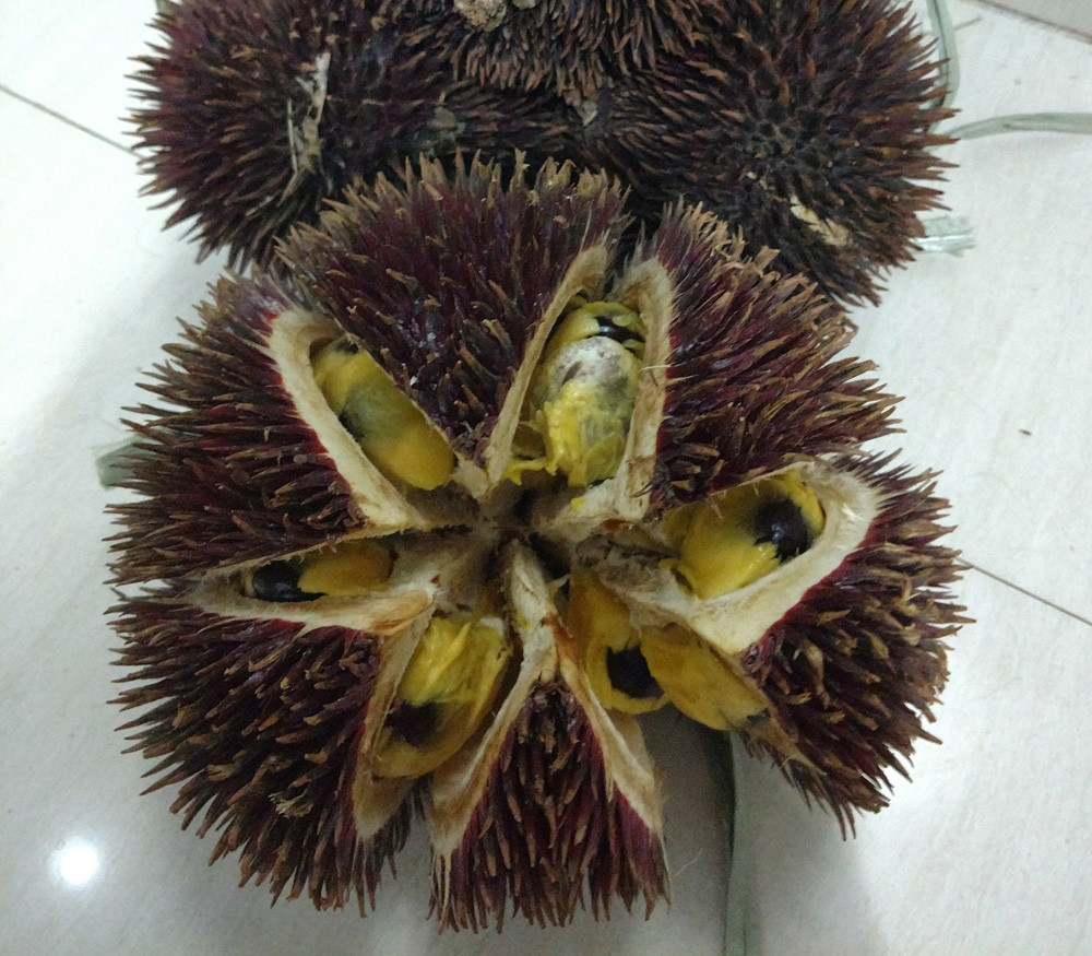 Austromyrtus dulcis - Midgen Berry - Seeds
