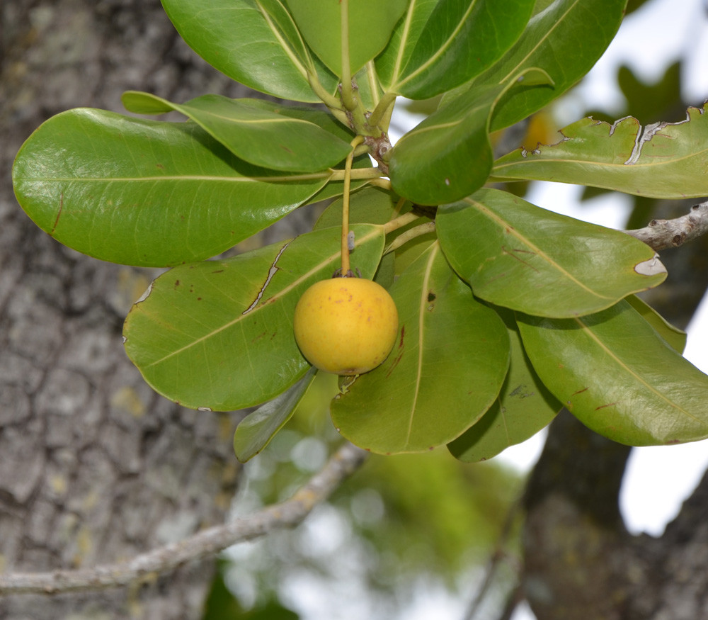 Mimusops elengi - Spanish Cherry - Seeds