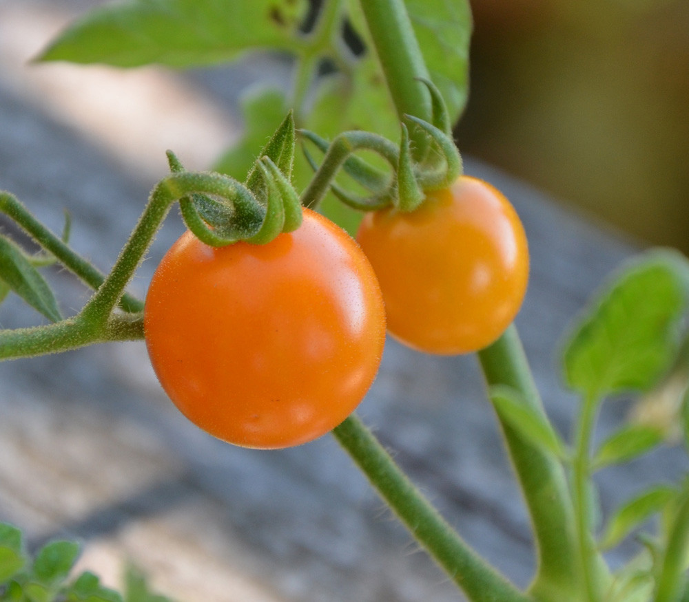 Honeydrop Cherry Tomato Seeds