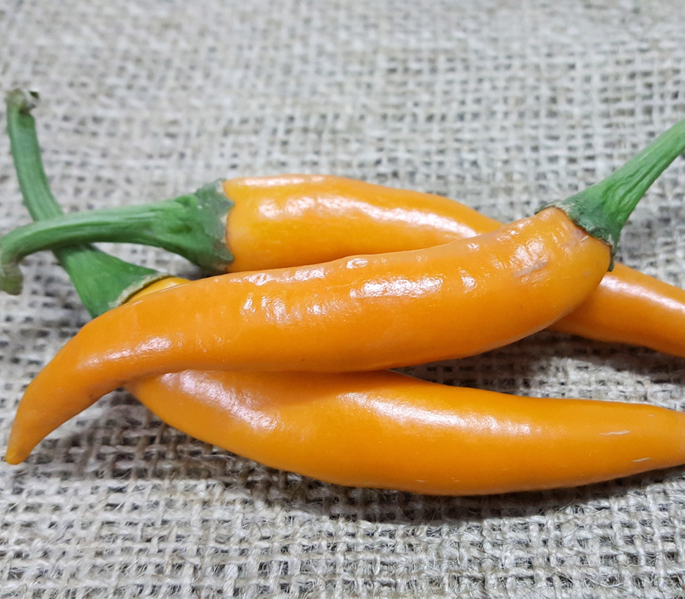 Thai, Golden Pepper Seeds